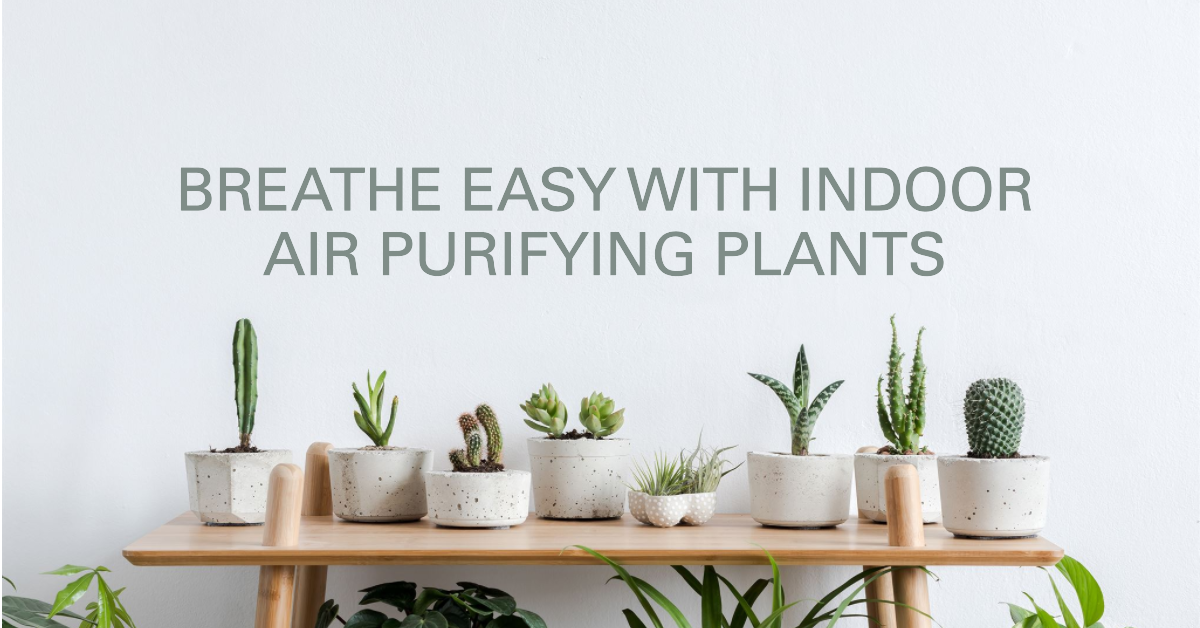 Best Air Purifying Plants| Top 12 For Your Home From Idyl