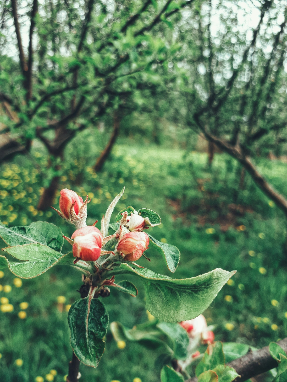 Exploring the Beauty of Snow Bush: An Idyl Guide to Indoor Gardening ...
