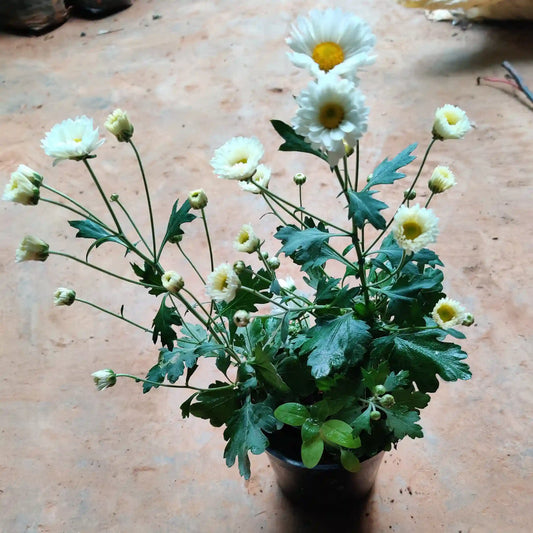 Affordable Plants Under 500 | Quality & Variety in Your Budget