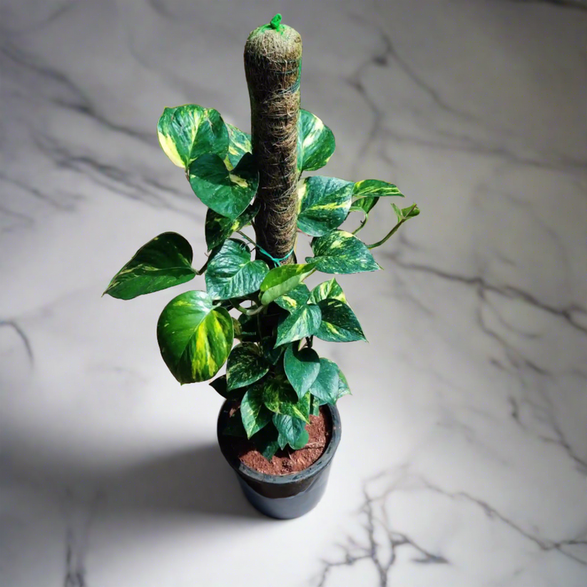 Buy Money Plant with Moss Stick | Indoor Plant | Idyl