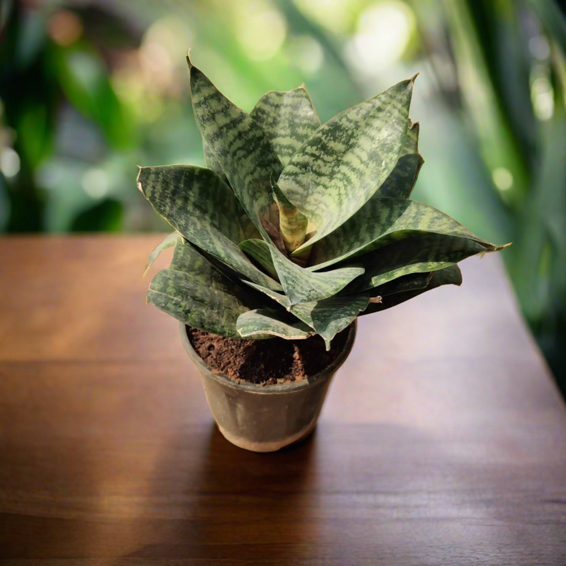 Buy Snake Plant Twist - Green | Indoor Plant | Idyl